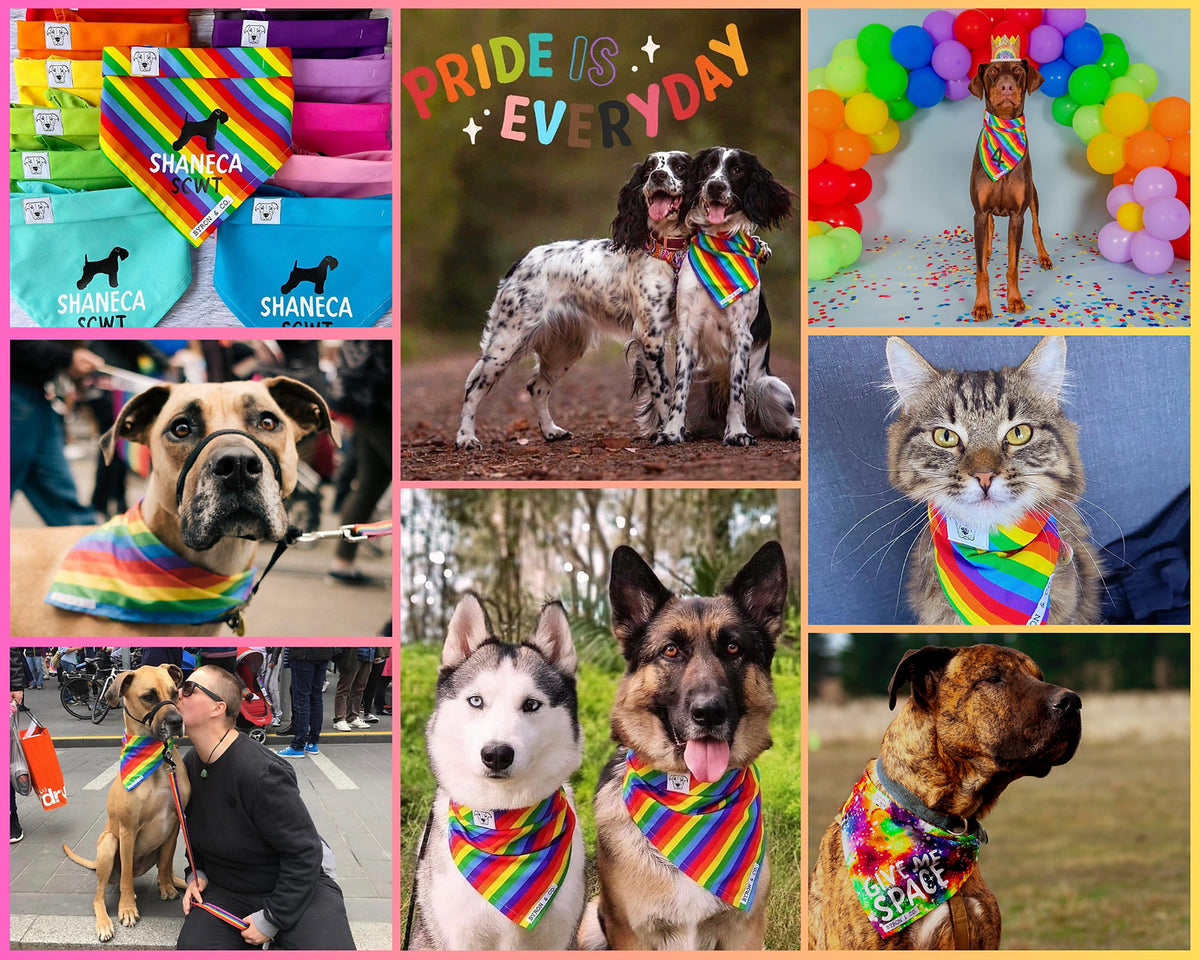 Pride Month by Chelsea Hindle | Blog | Byron & Co Pet Accessories